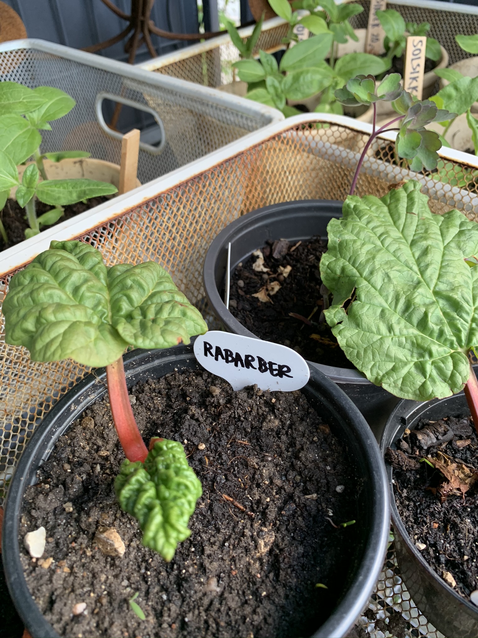 Fam. Reher-Jensen - The family website => Please step in - we will love ...